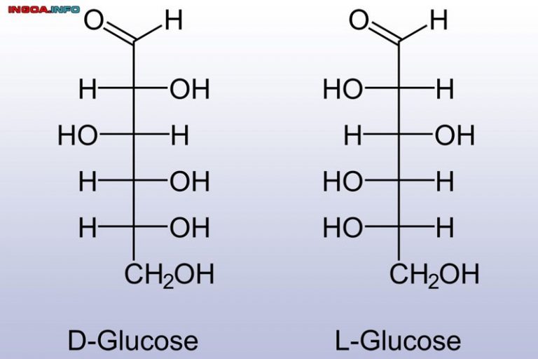 Monosaccharide là gì? Tính chất và chức năng của Monosaccharide