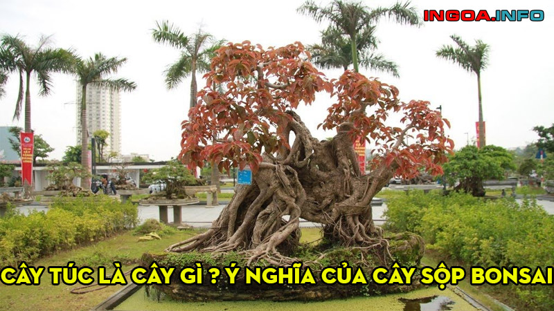Cây túc là gì? Ý nghĩa của cây sộp Bonsai | mindovermetal