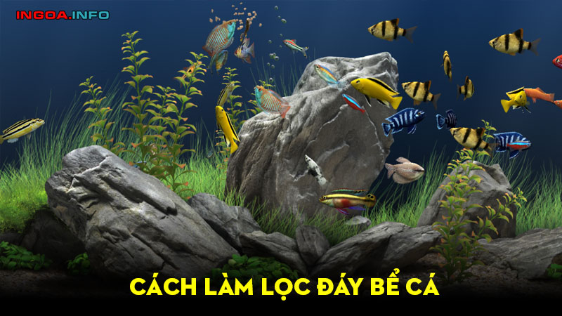 Hướng dẫn cách làm lọc đáy bể cá cực kỳ đơn giản và hiệu quả
