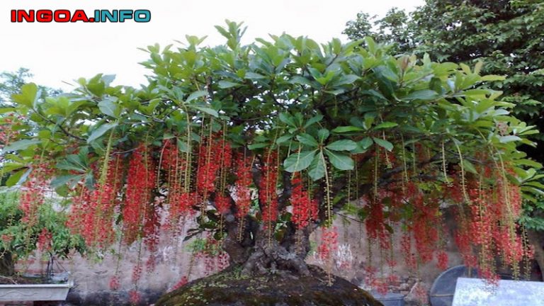 Cây túc là gì? Ý nghĩa của cây sộp Bonsai | mindovermetal