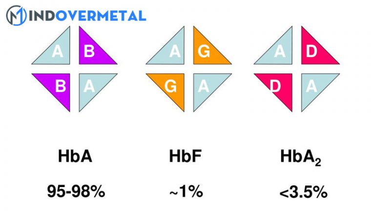 Sự khác biệt giữa HbA và HbF như thế nào? | mindovermetal
