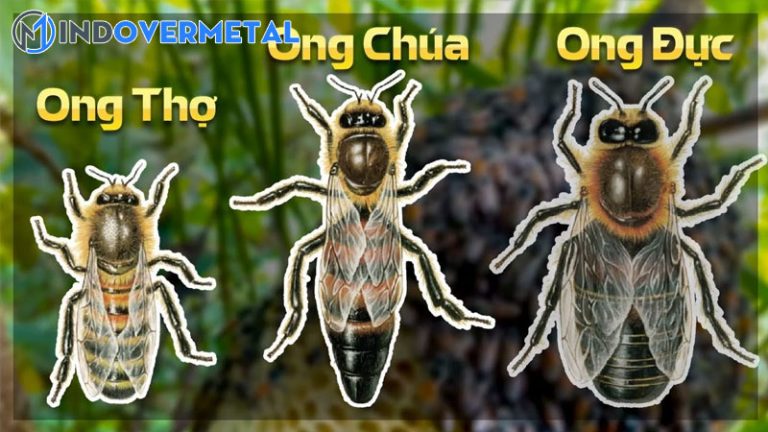 Tìm hiểu về vai trò và nhiệm vụ Ong chúa, Ong Thợ, Ong Đực